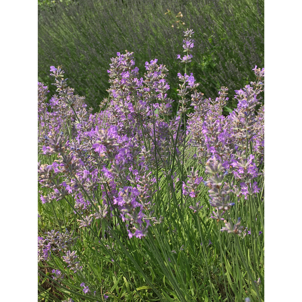 Lavanda "TWICKEL PURPLE" – Il Lavandeto di Arquà Petrarca