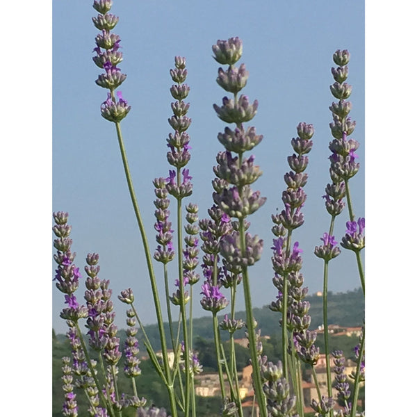 Lavanda "ROMANA" - Il Lavandeto di Arquà Petrarca
